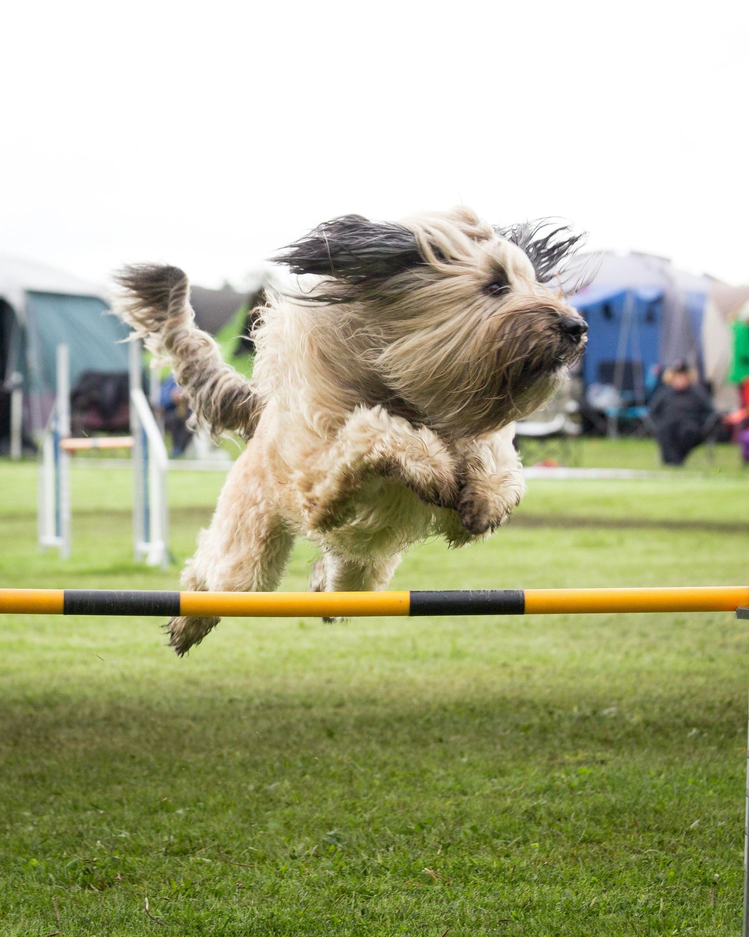 How to Get Involved in AKC Dog Agility Events – Norfie